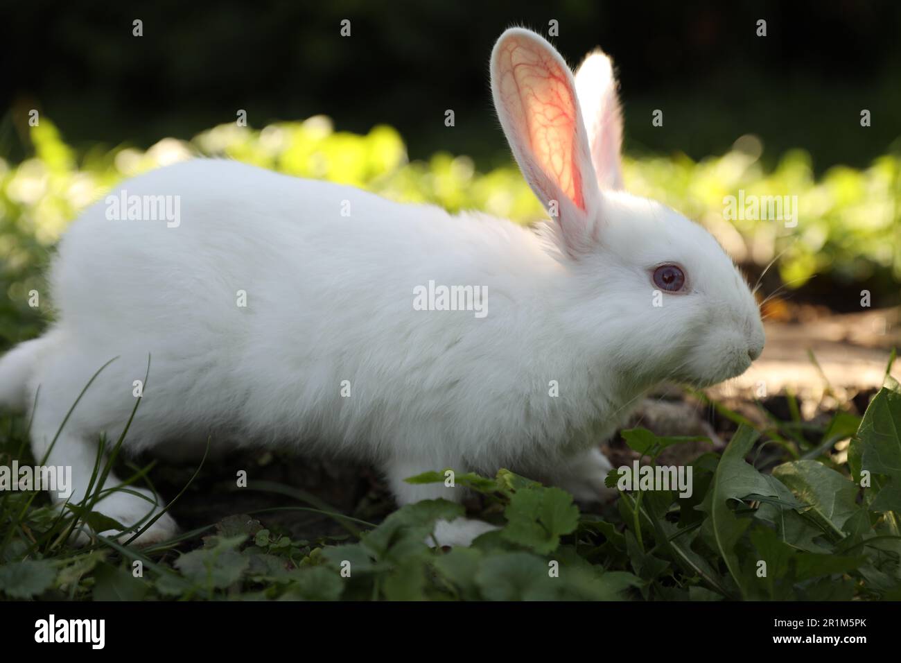 Cute white rabbit near tree stump on green grass outdoors Stock Photo ...