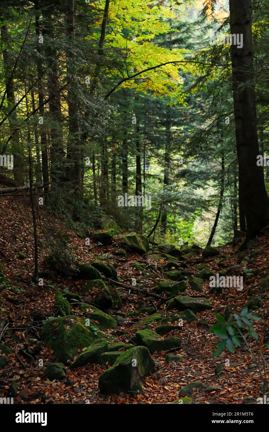 Pathway of stones hi-res stock photography and images - Alamy