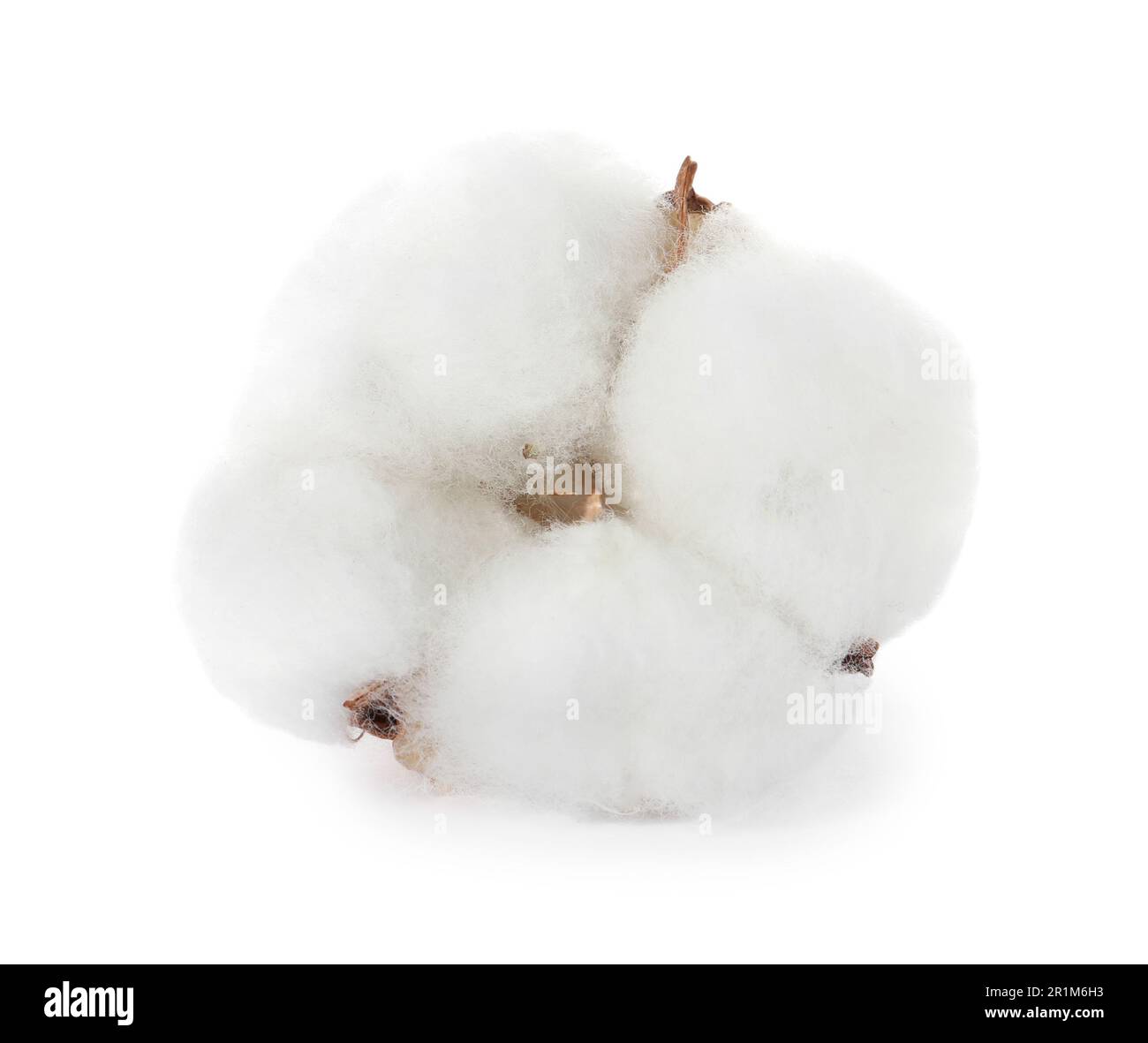 Beautiful fluffy cotton flower isolated on white Stock Photo - Alamy