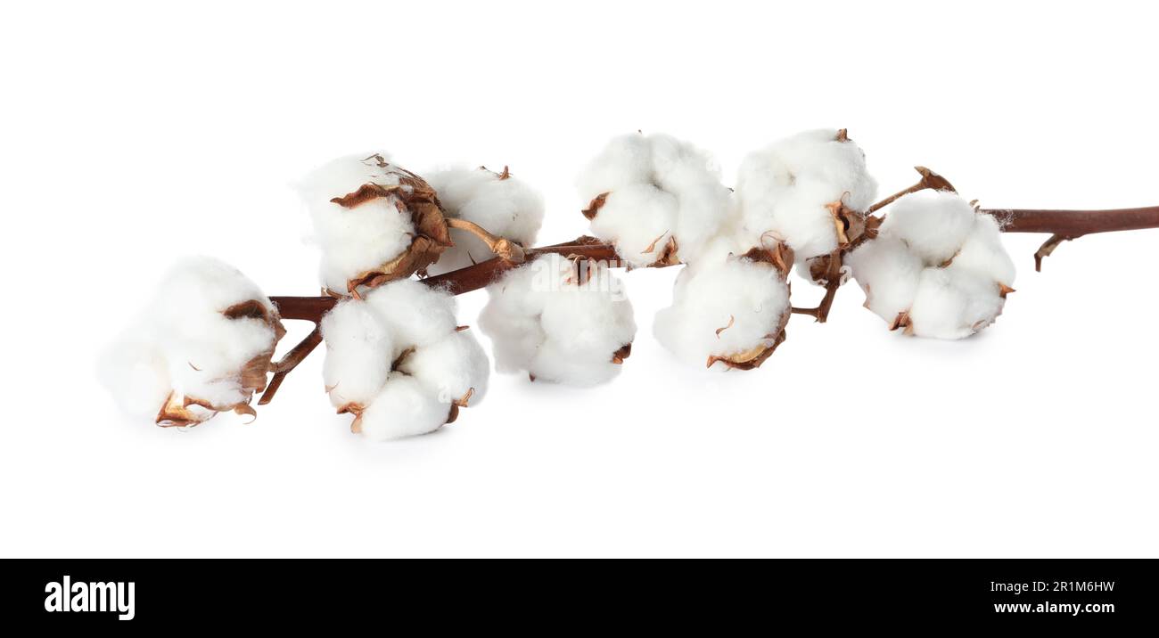 Dry cotton branch with fluffy flowers on white background Stock Photo ...