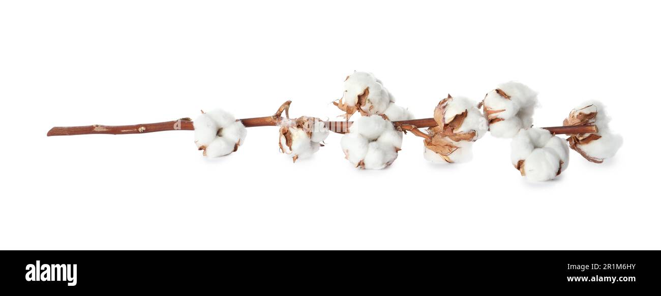 Dry cotton branch with fluffy flowers on white background Stock Photo ...