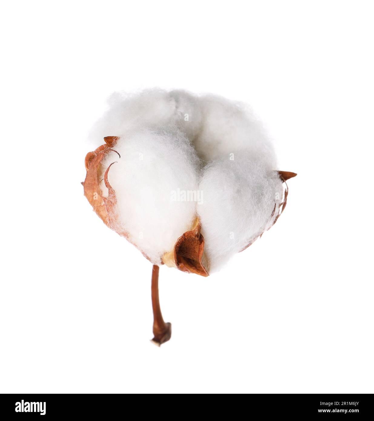 Beautiful fluffy cotton flower isolated on white Stock Photo - Alamy