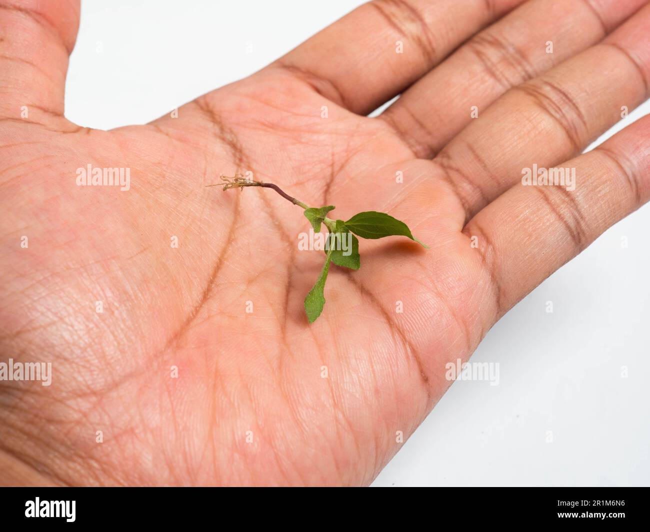 Macro shoot of sprout on a white isolated background Stock Photo - Alamy