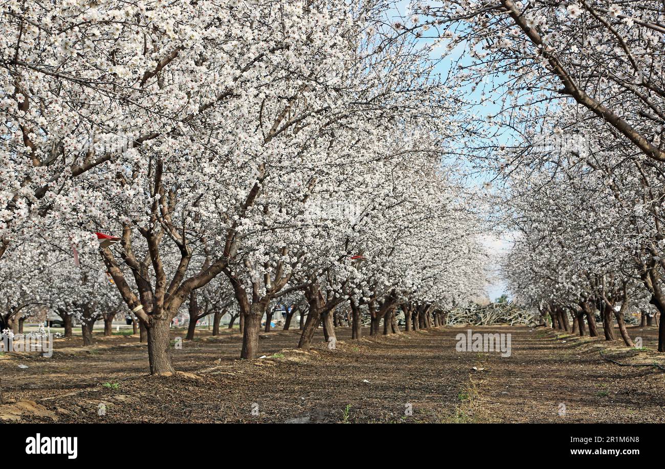 Almond orchard - California Stock Photo - Alamy