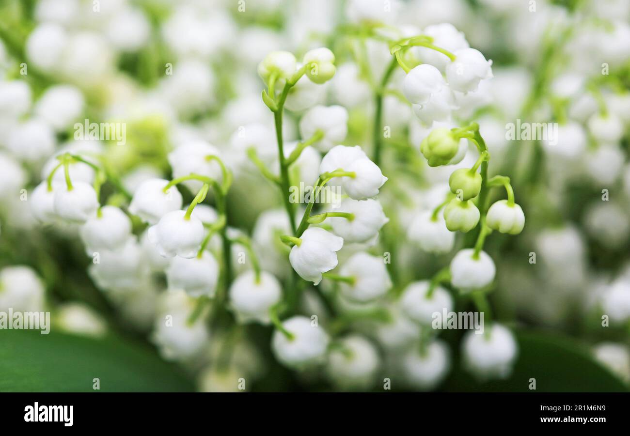 Close up plant flower convallaria hi-res stock photography and images ...