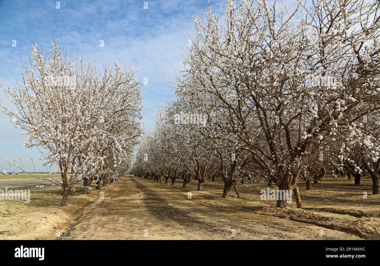 Almond orchard hi-res stock photography and images - Alamy