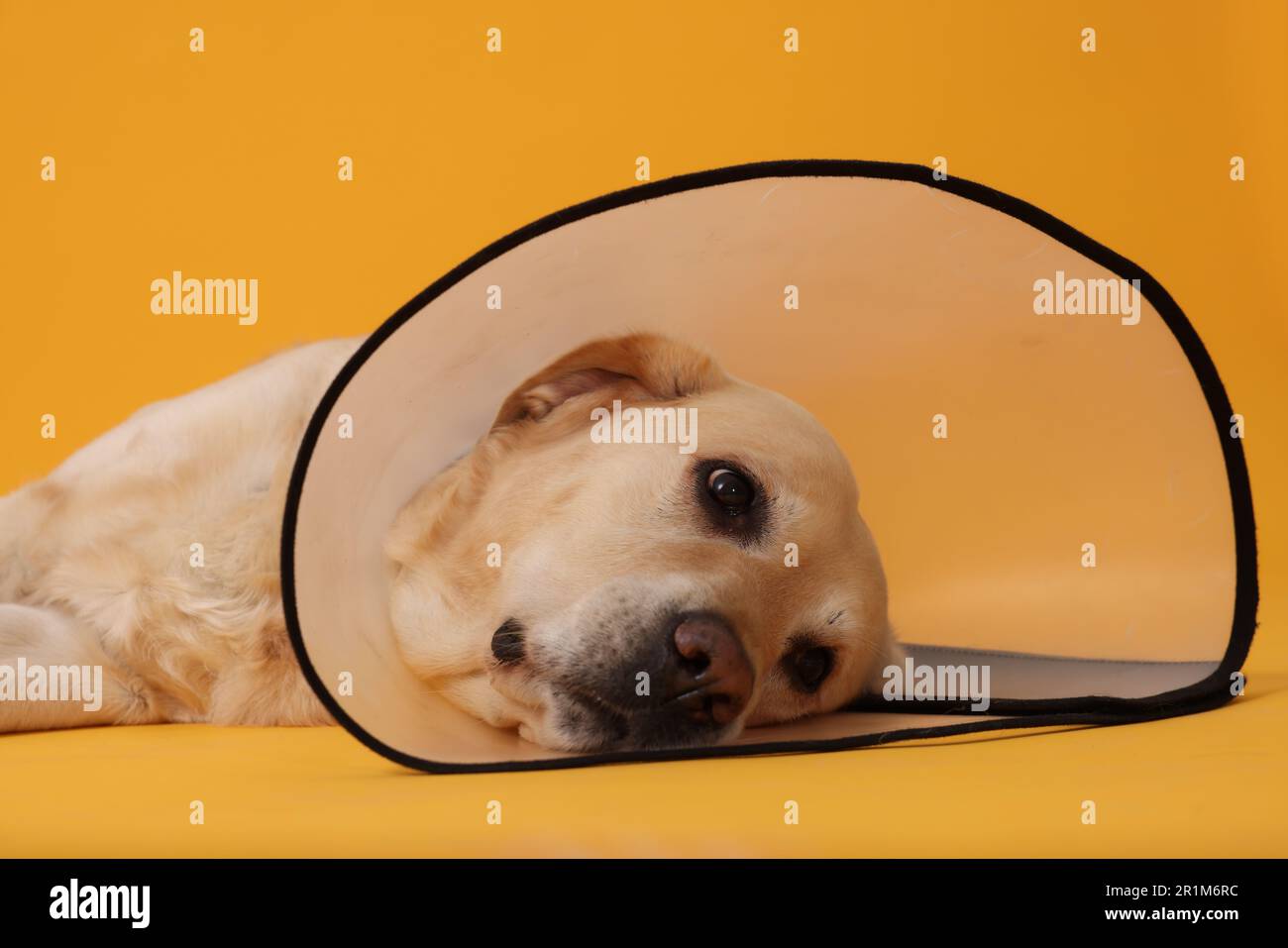 Are Labrador Retrievers Protective