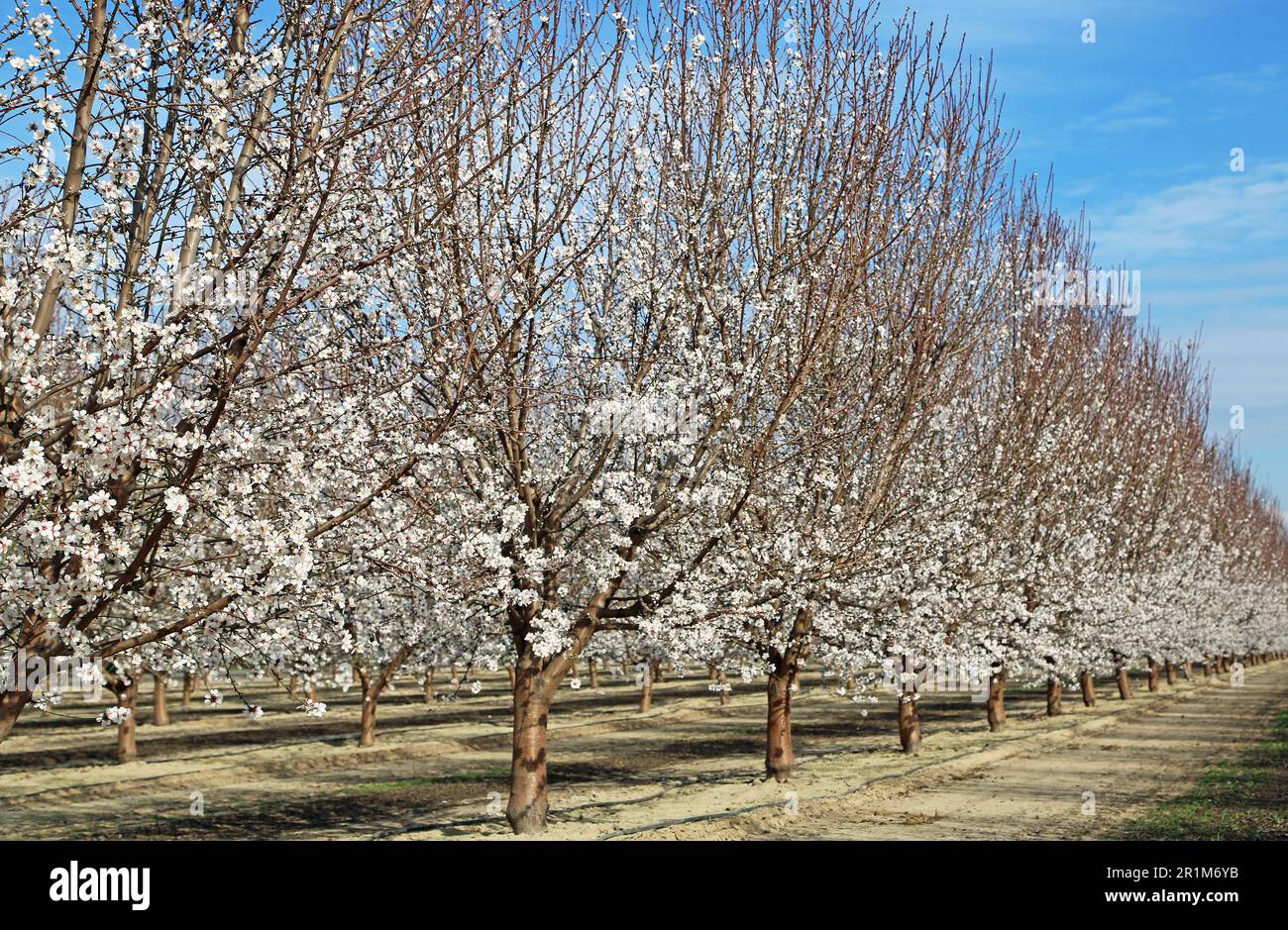 Plum tree plantation hi-res stock photography and images - Alamy