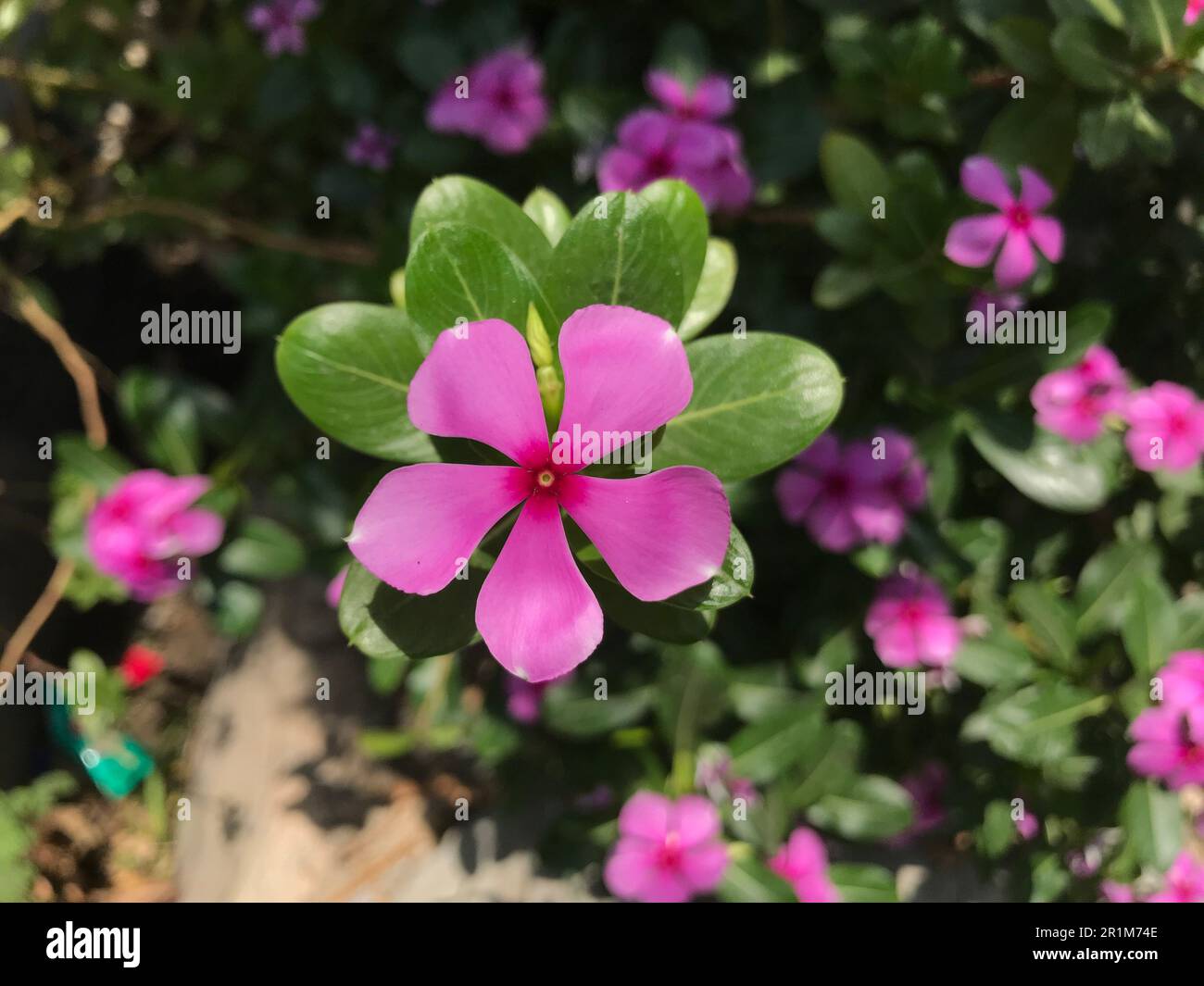 A close-up shot of a purple Madagascar Periwinkle flower grown in the ...