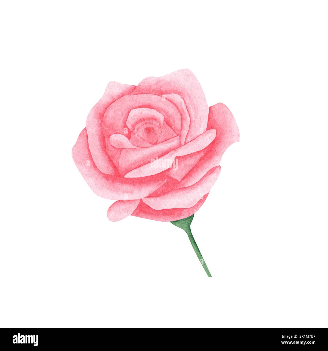 Rose drawings hi-res stock photography and images - Alamy