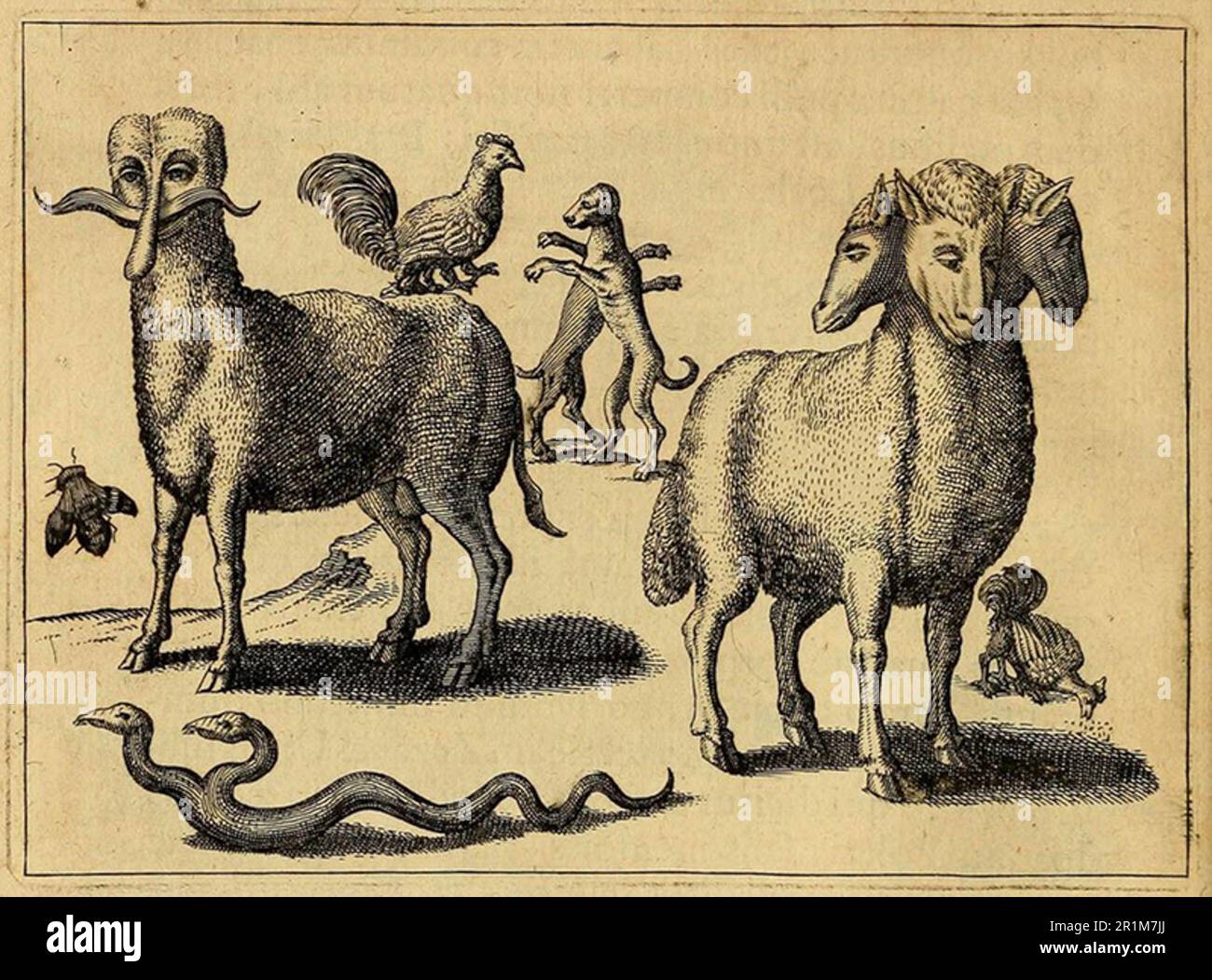 Fortunio Liceti's Monsters Stock Photo - Alamy