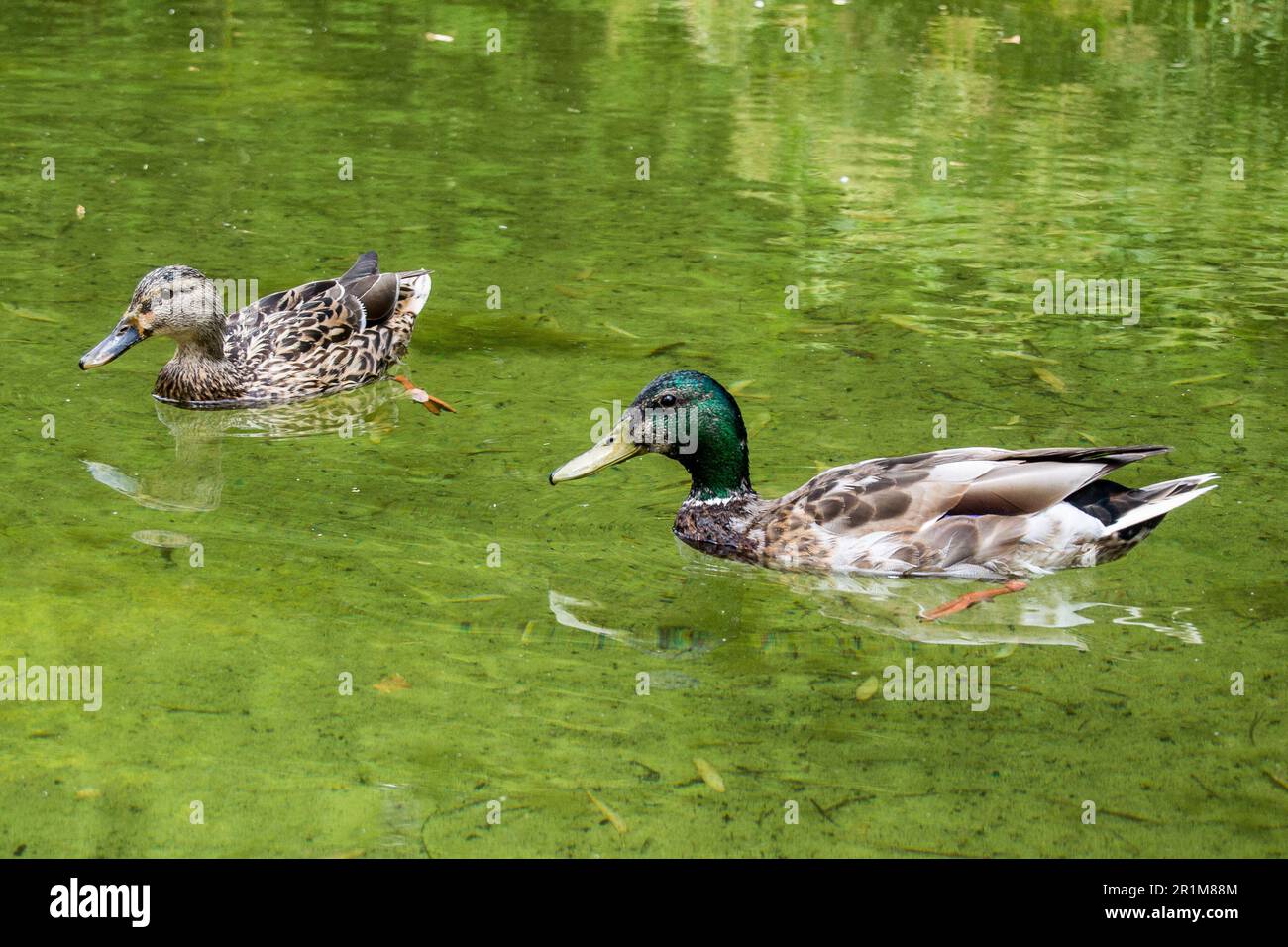 Couple of mallards hi-res stock photography and images - Alamy