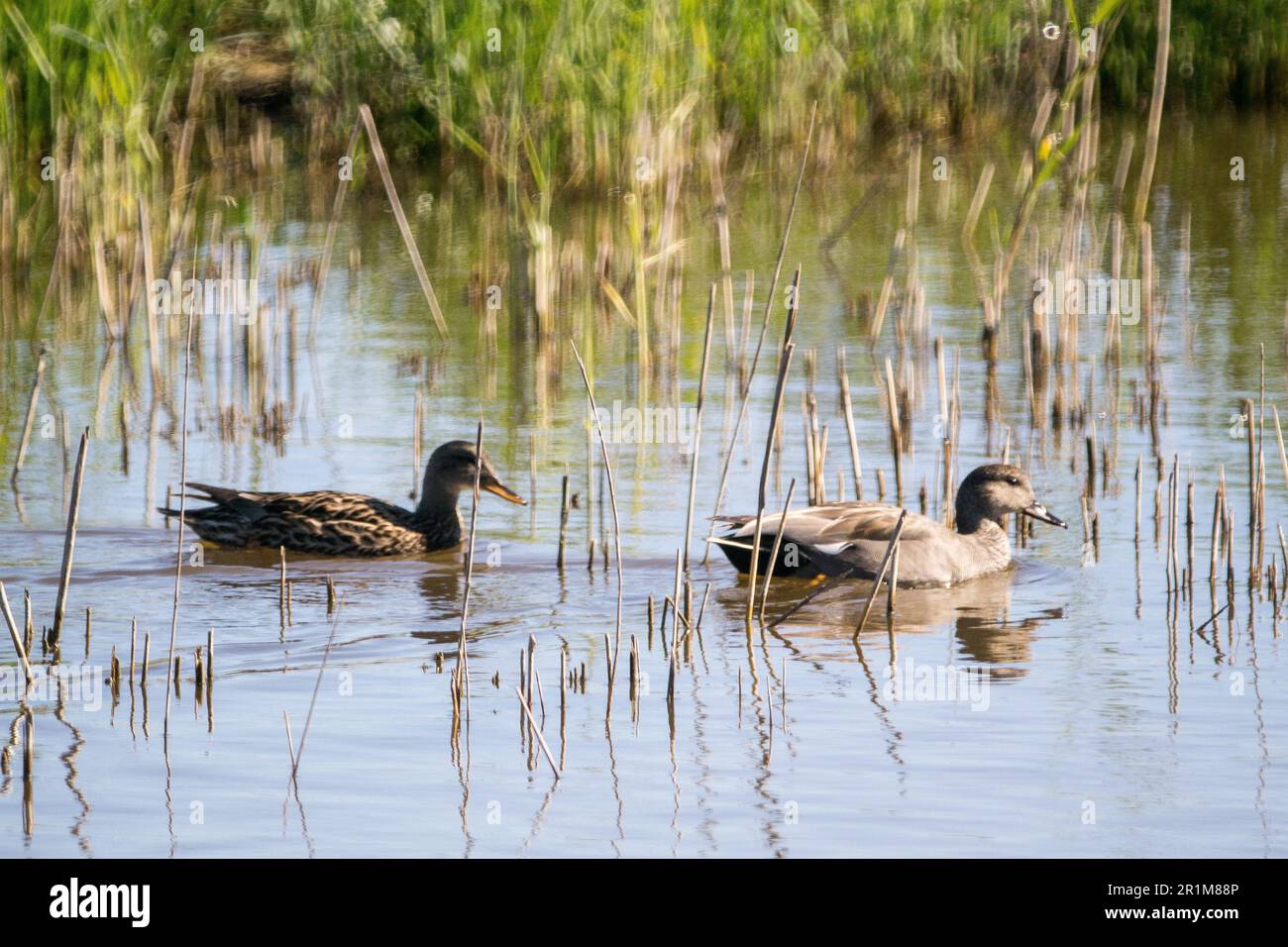 Couple of mallards swimming in a lagoon Stock Photo - Alamy