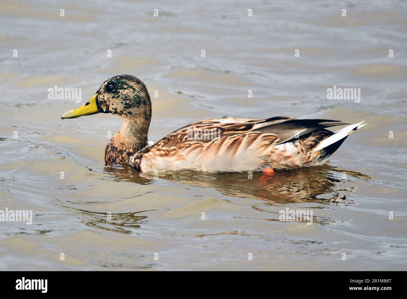 Mallard young specimen with first summer plumage Stock Photo - Alamy