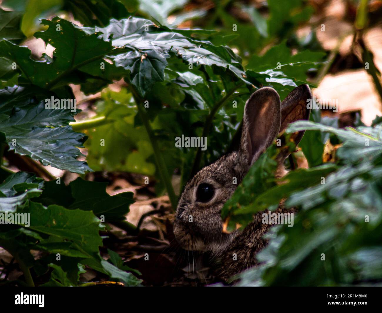 Rabbit hidden among plants Stock Photo - Alamy
