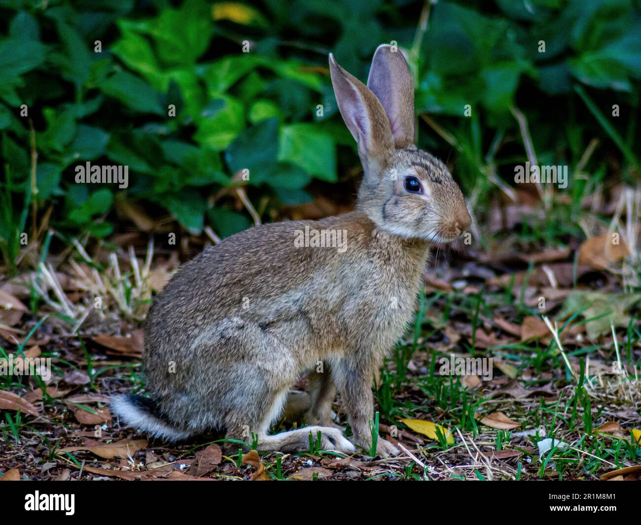 Rabbit sitting on meadow eating hi-res stock photography and images - Alamy