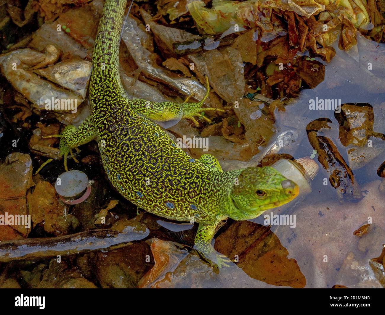 Freshwater lizard hi-res stock photography and images - Alamy