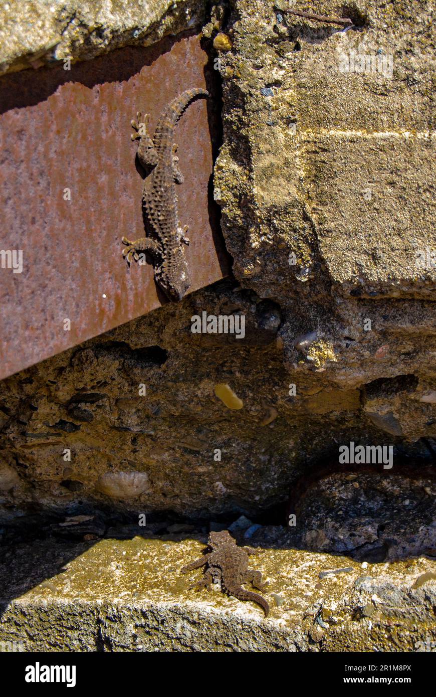 Common gecko wall sunbathing, mimicked with the surroundings Stock ...