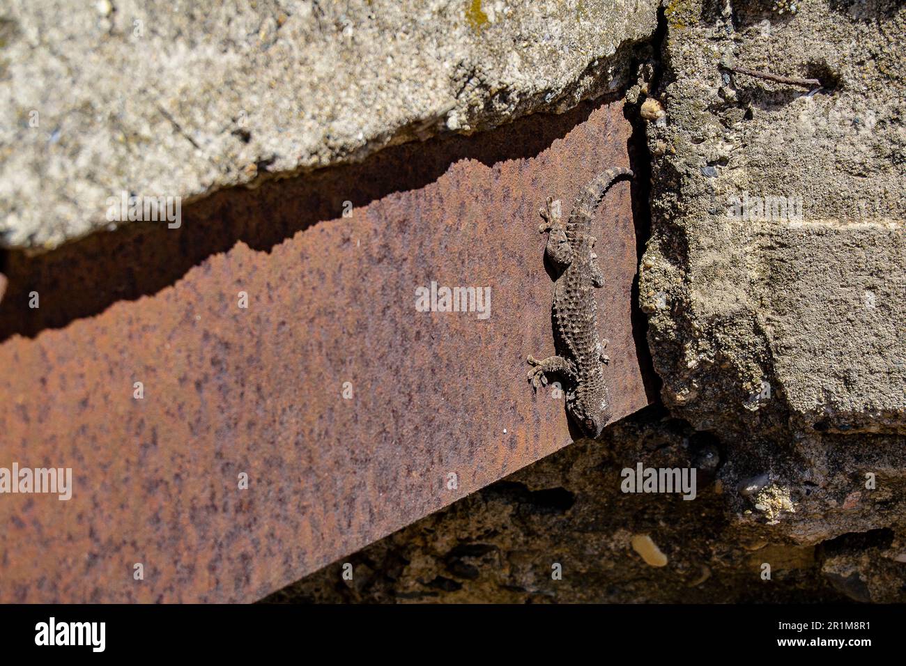 Common gecko wall sunbathing, mimicked with the surroundings Stock ...