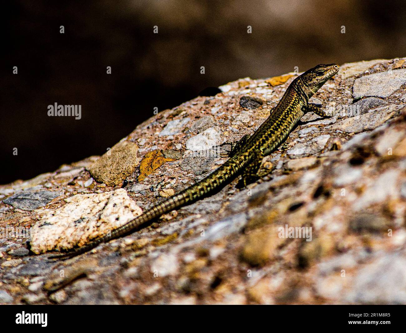 Pyrenean long-tailed lizard sunbathing on a rock Stock Photo - Alamy