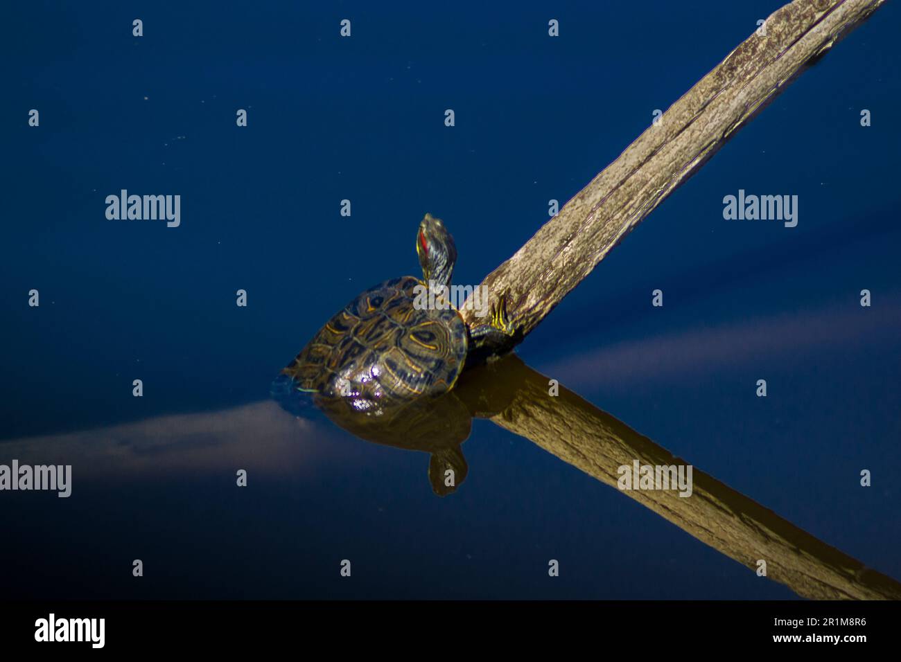 A free Florida water turtle, in a nature reserve, basking on a branch ...