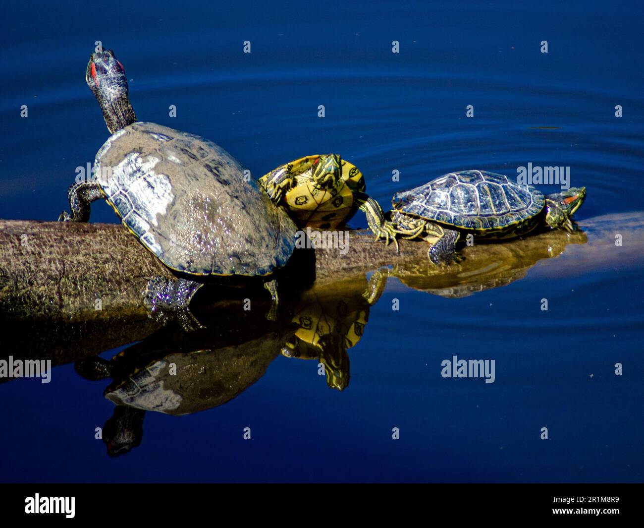 Three free Florida water turtles, in a nature reserve, basking on a ...