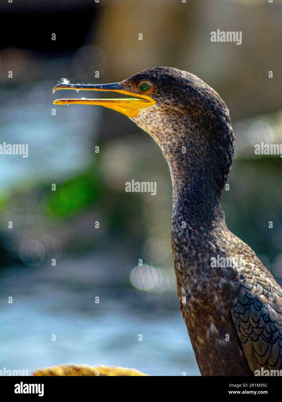 Shag cormorant watching the sea from rocks Stock Photo - Alamy