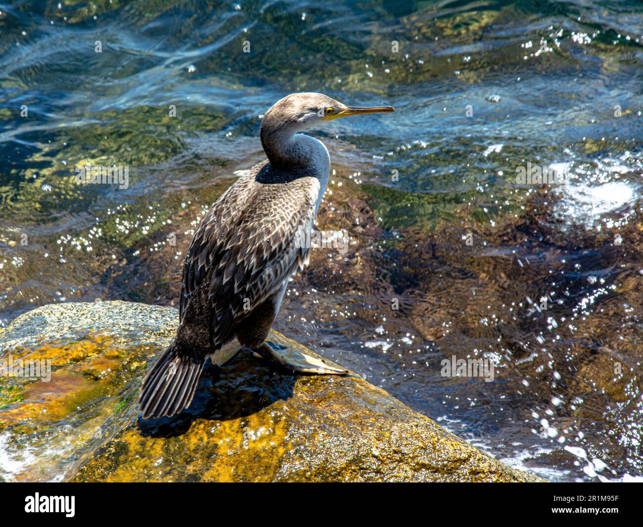 Shag cormorant watching the sea from rocks Stock Photo - Alamy