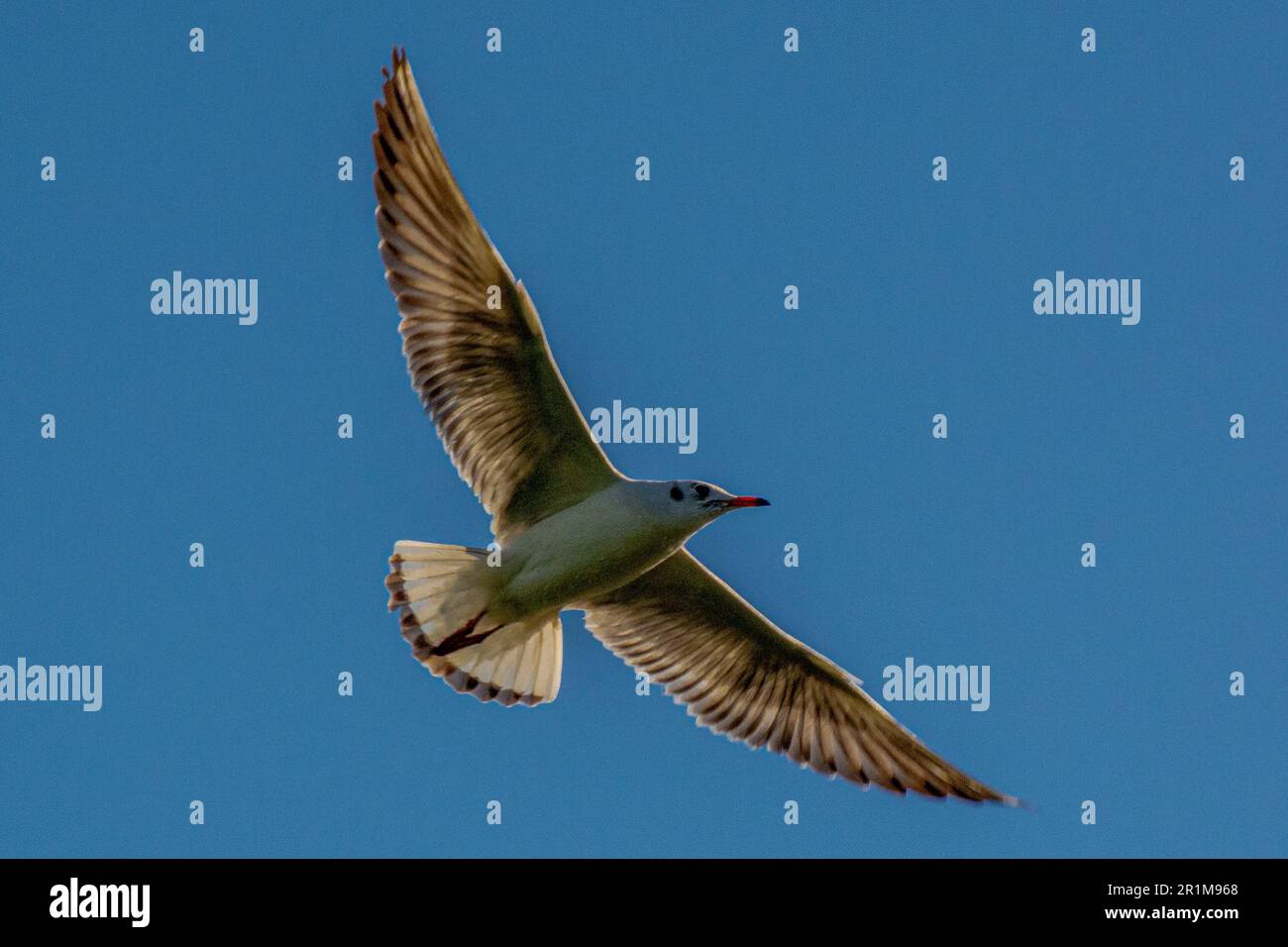 Seagull flying. Lower view Stock Photo - Alamy