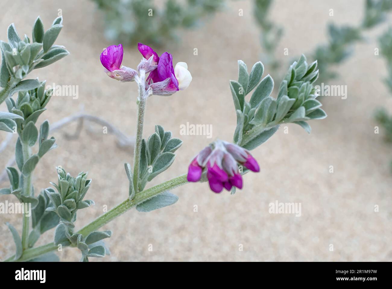 Purple and white beach pea blooms at sand beach Stock Photo - Alamy