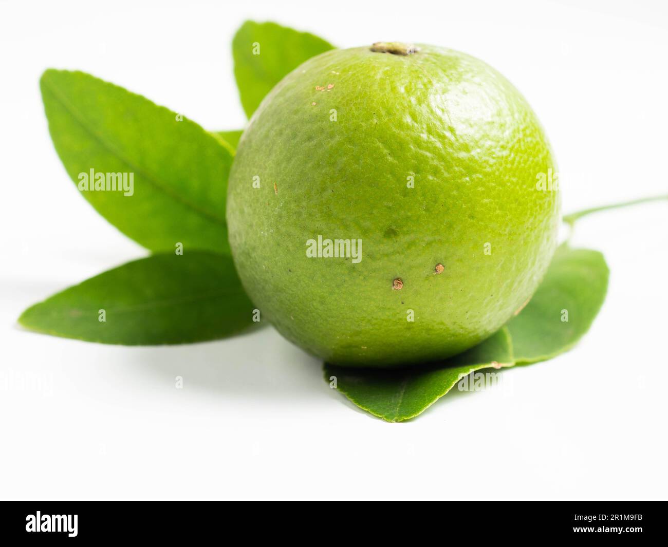 Picture of green citrus with leafs on a white isolated background Stock ...