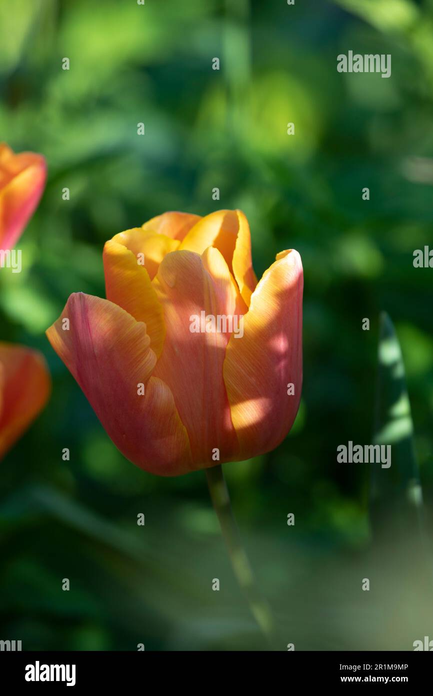 Orange red flowers of Tulip Jimmy in flower in a garden in May, England ...