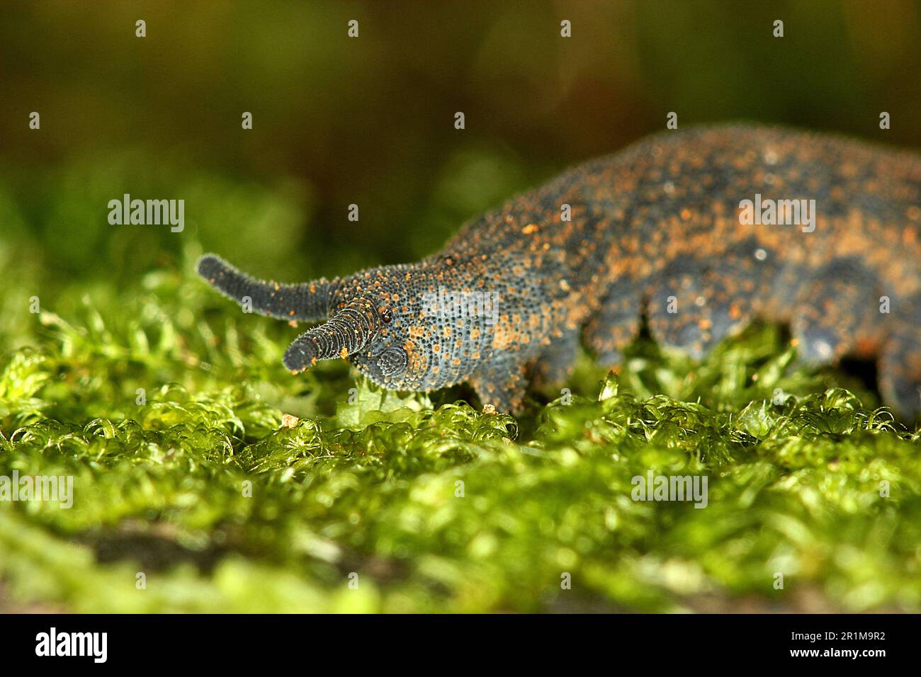 Peripatoides hi-res stock photography and images - Alamy