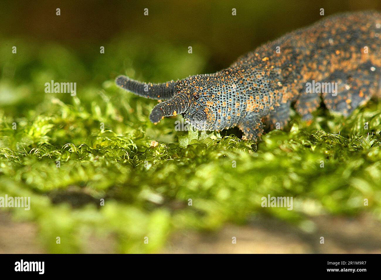 New Zealand peripatus (Peripatoides sp.) on moss Stock Photo - Alamy