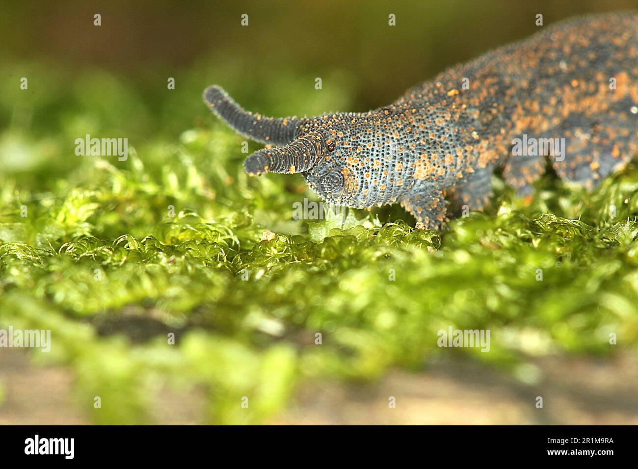 New Zealand peripatus (Peripatoides sp.) on moss Stock Photo - Alamy