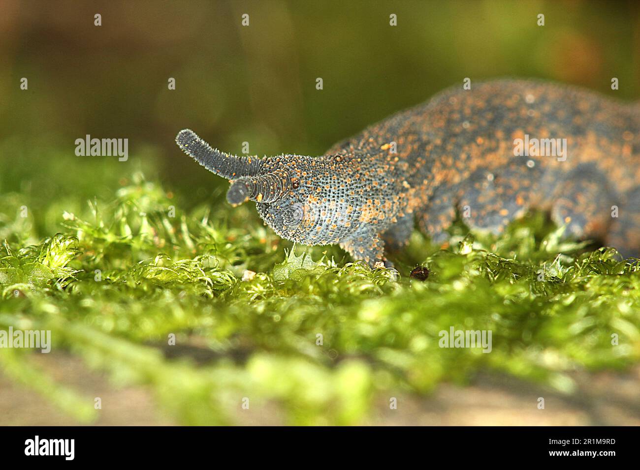 New Zealand peripatus (Peripatoides sp.) on moss Stock Photo - Alamy