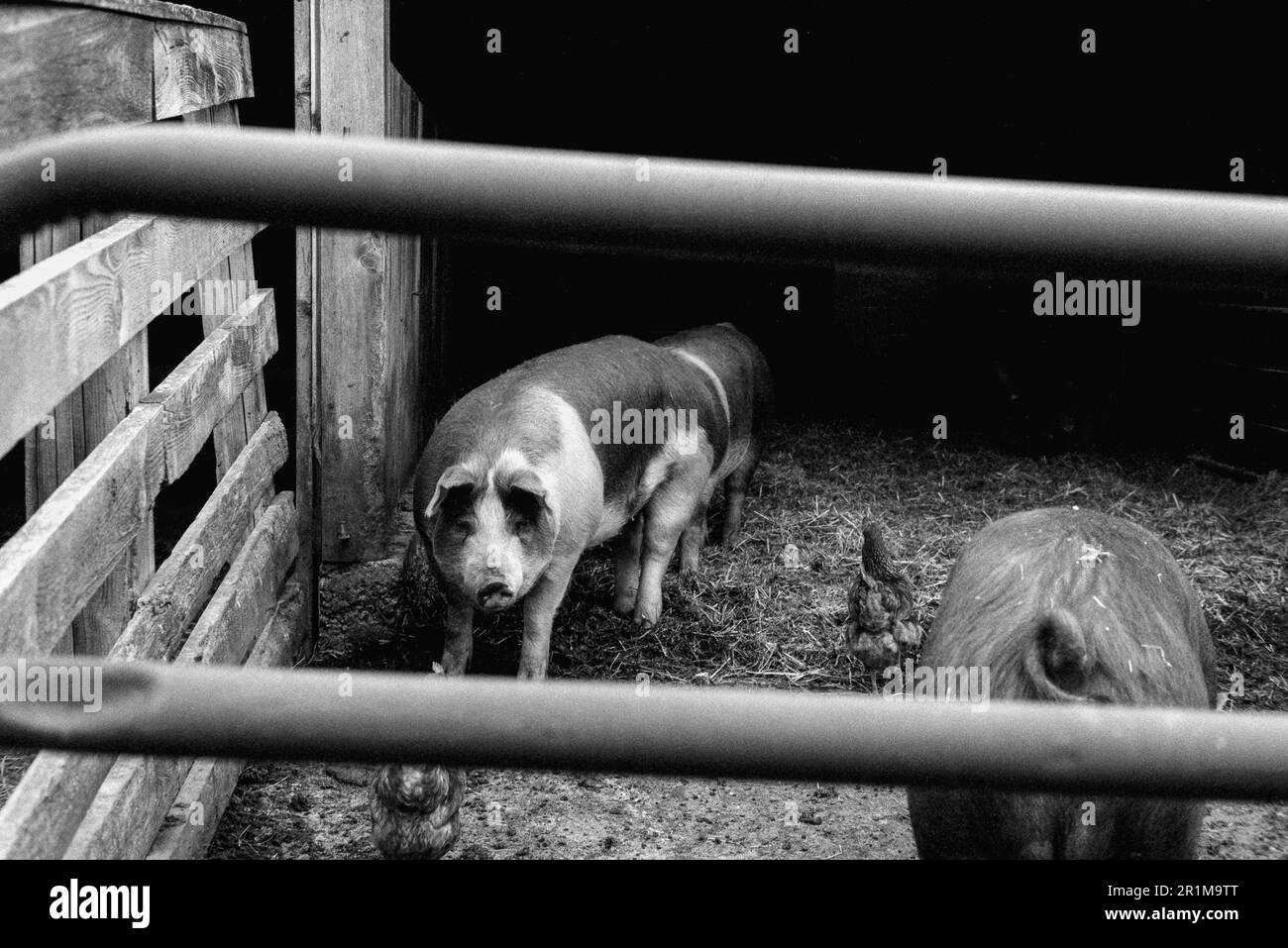 Coppal House Farm - Lee, New Hampshire - April 2023. A large pig stares ...