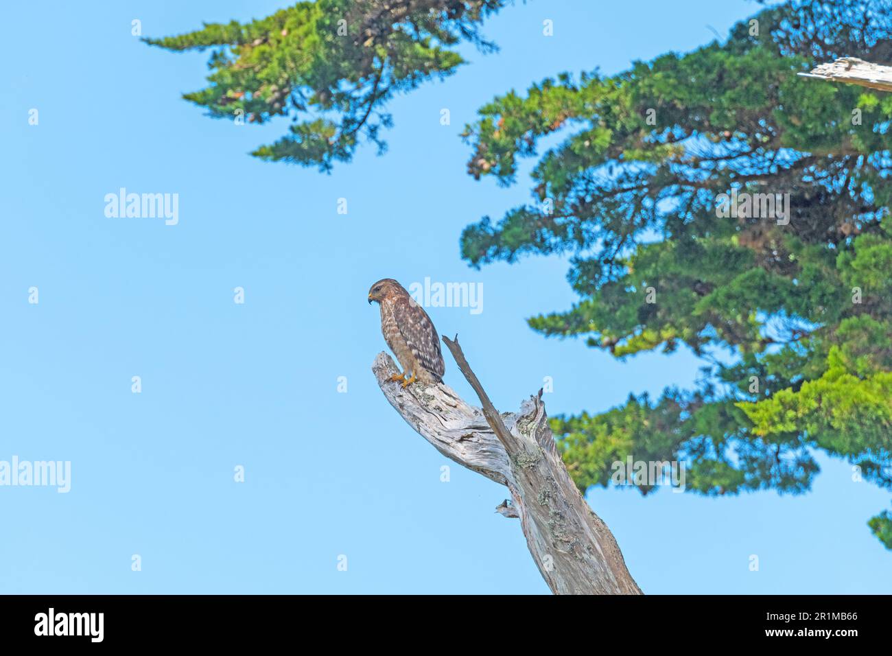 Merlin Watching for Prey in Point Reyes National Seashore in California ...