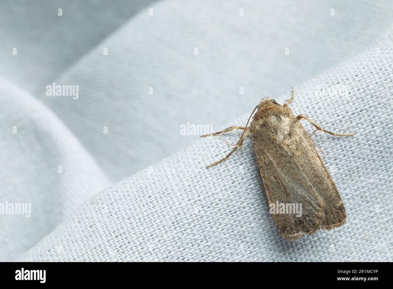 Paradrina clavipalpis moth with pale mottled wings on white cloth Stock ...