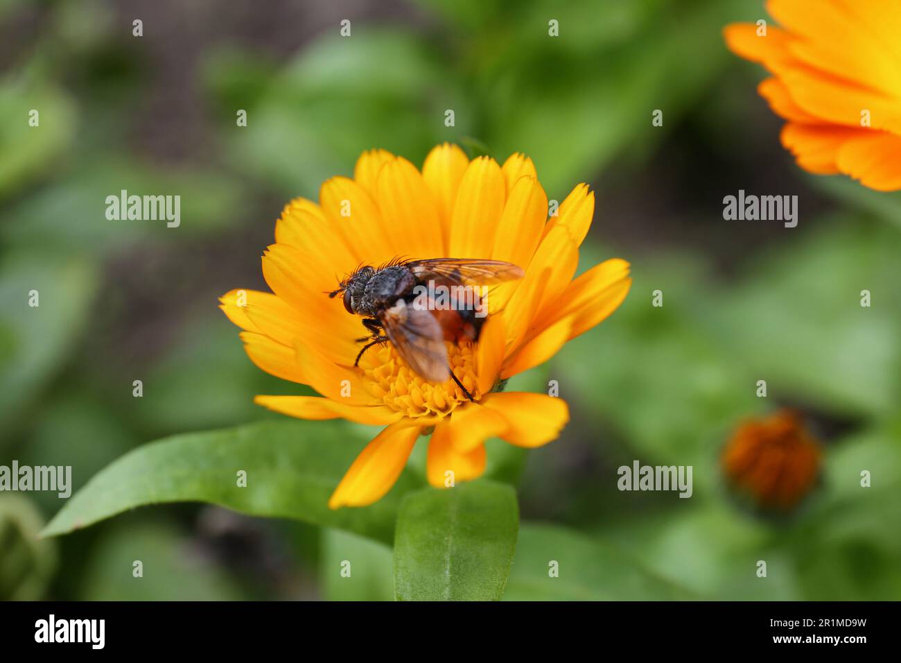 Beautiful blooming calendula flower with insect outdoors, closeup Stock ...
