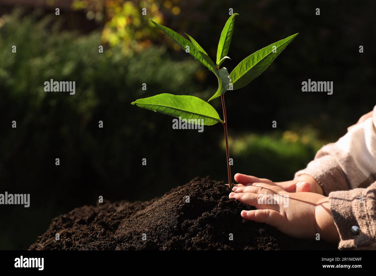 Small child planting young tree in garden, closeup Stock Photo - Alamy