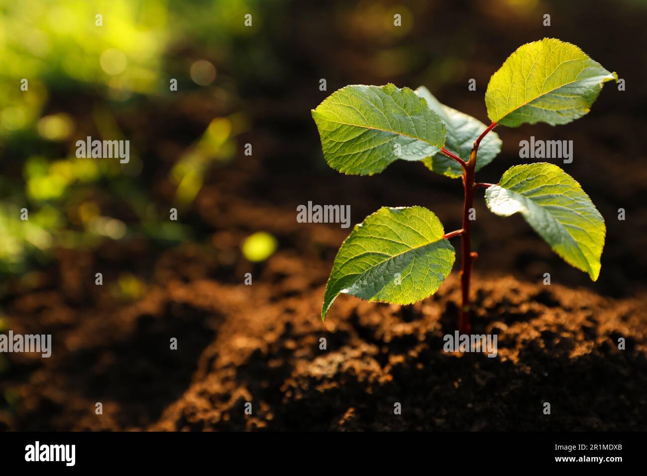 Seedling growing in fresh soil outdoors, closeup. Planting tree. Space ...