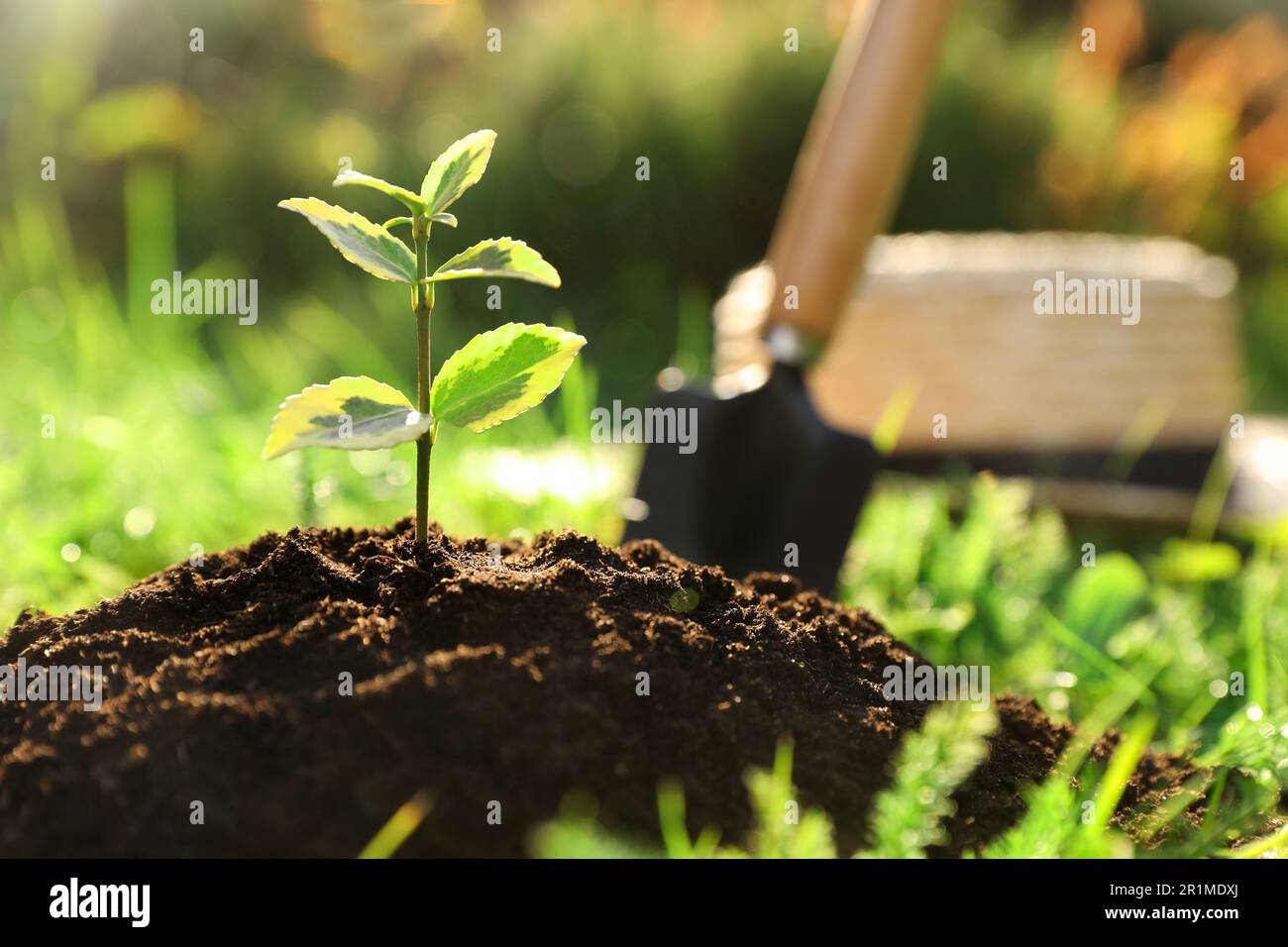 Seedling growing in fresh soil outdoors. Planting tree Stock Photo - Alamy