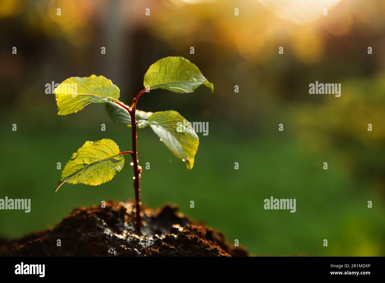 Wet seedling growing in fresh soil outdoors, closeup. Planting tree ...