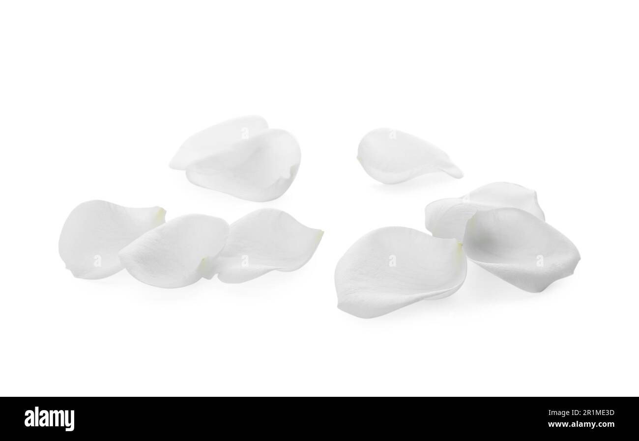 White Rose Petals Png