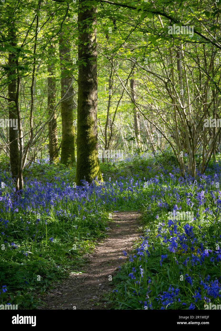 Bluebells in woods Stock Photo - Alamy