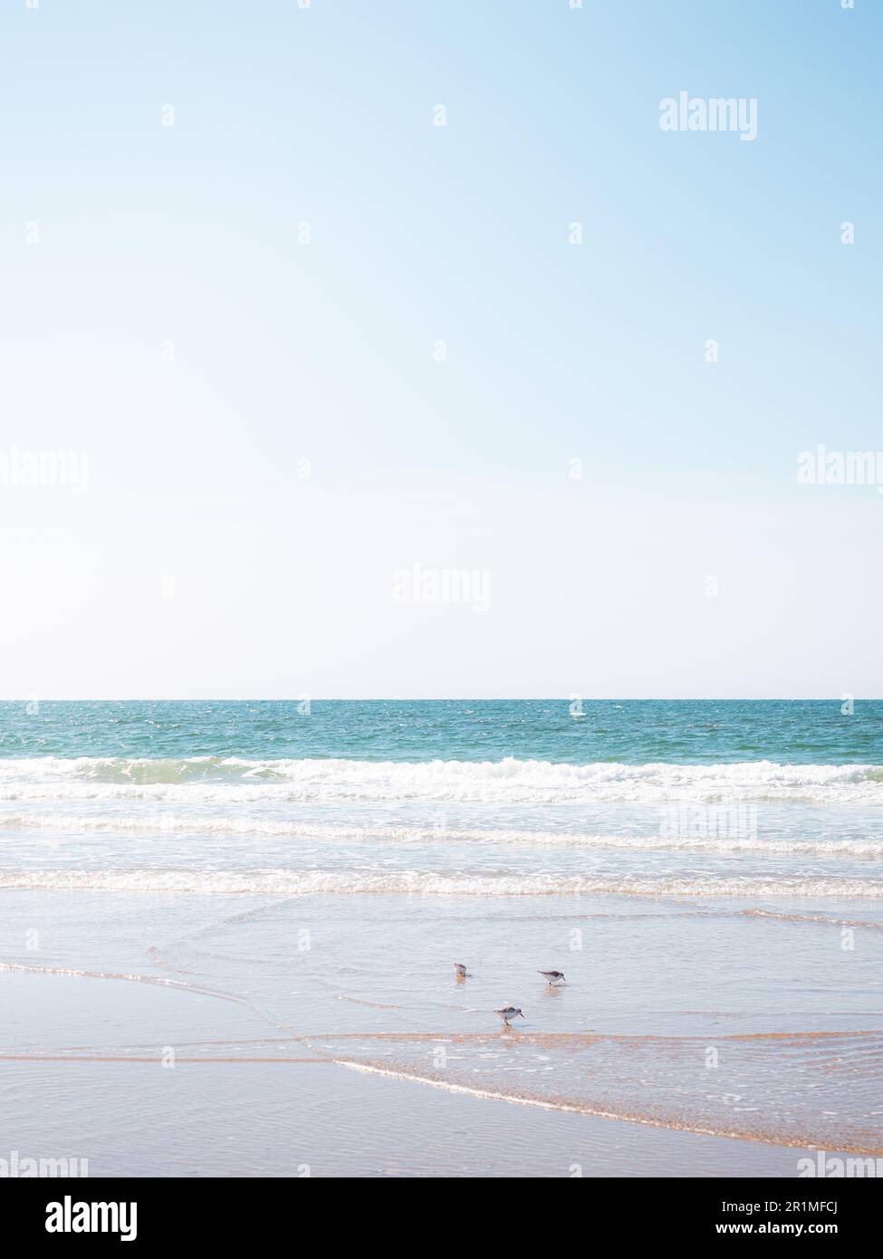 Three sandpipers foraging for food in the crashing waves on the beach ...