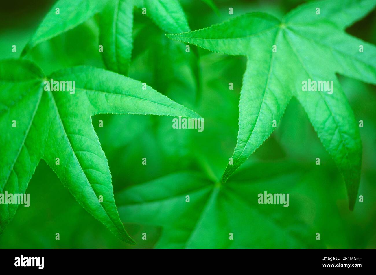 Sweet gum tree leaves (Liquidambar styraciflua Stock Photo - Alamy
