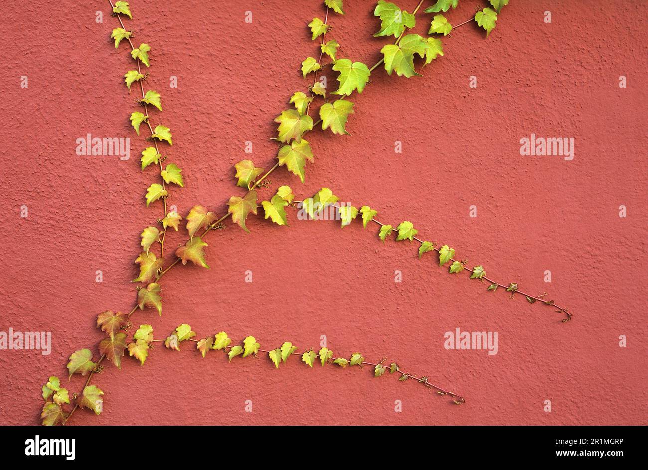 Ivy on a stucco wall Stock Photo - Alamy