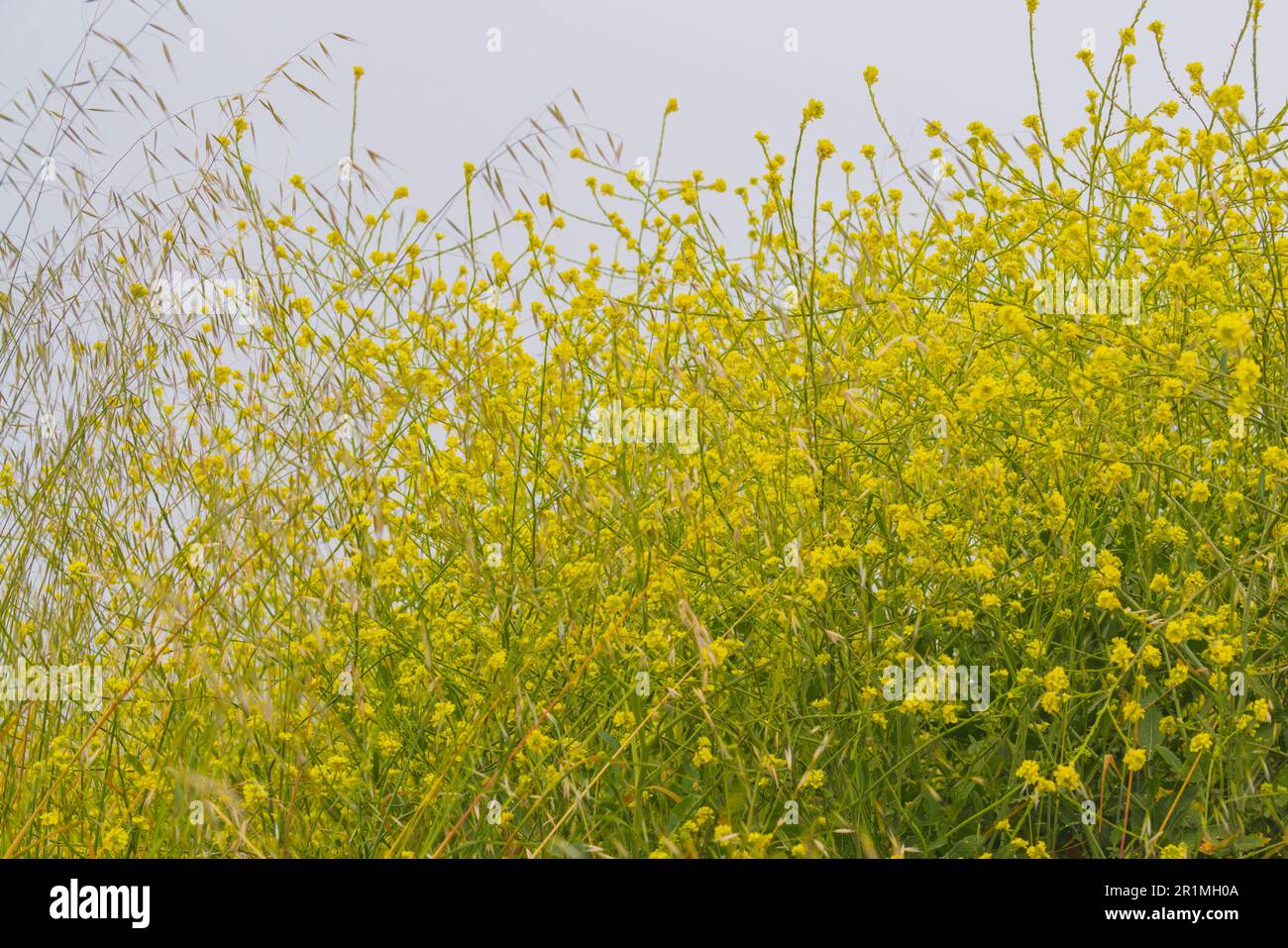 The yellow bloom of mustard wildflowers on the beach on a gloomy foggy ...